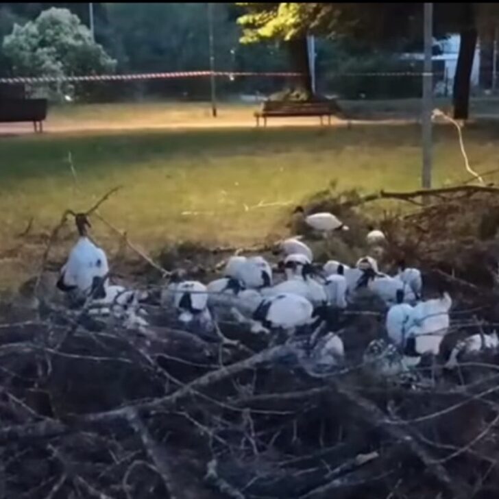 Ibis sacri a Novara: la vicenda finisce in Parlamento